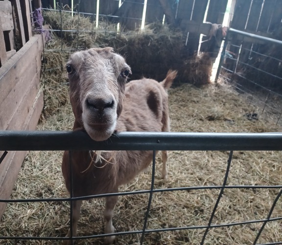 What to do With Old Goats - Goat Journal